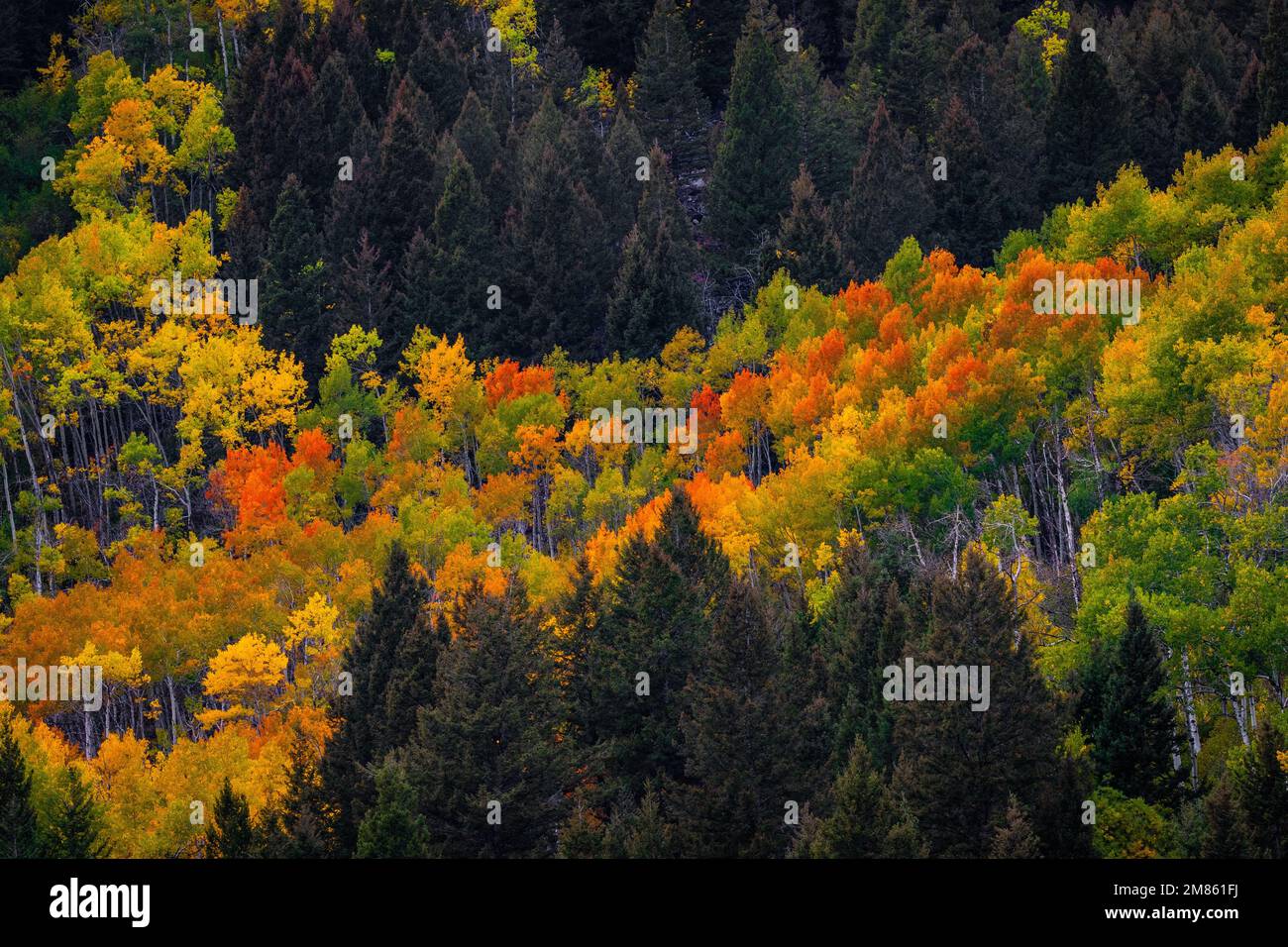 A landscape scene of Colorful Foilage yellow and green trees in the ...