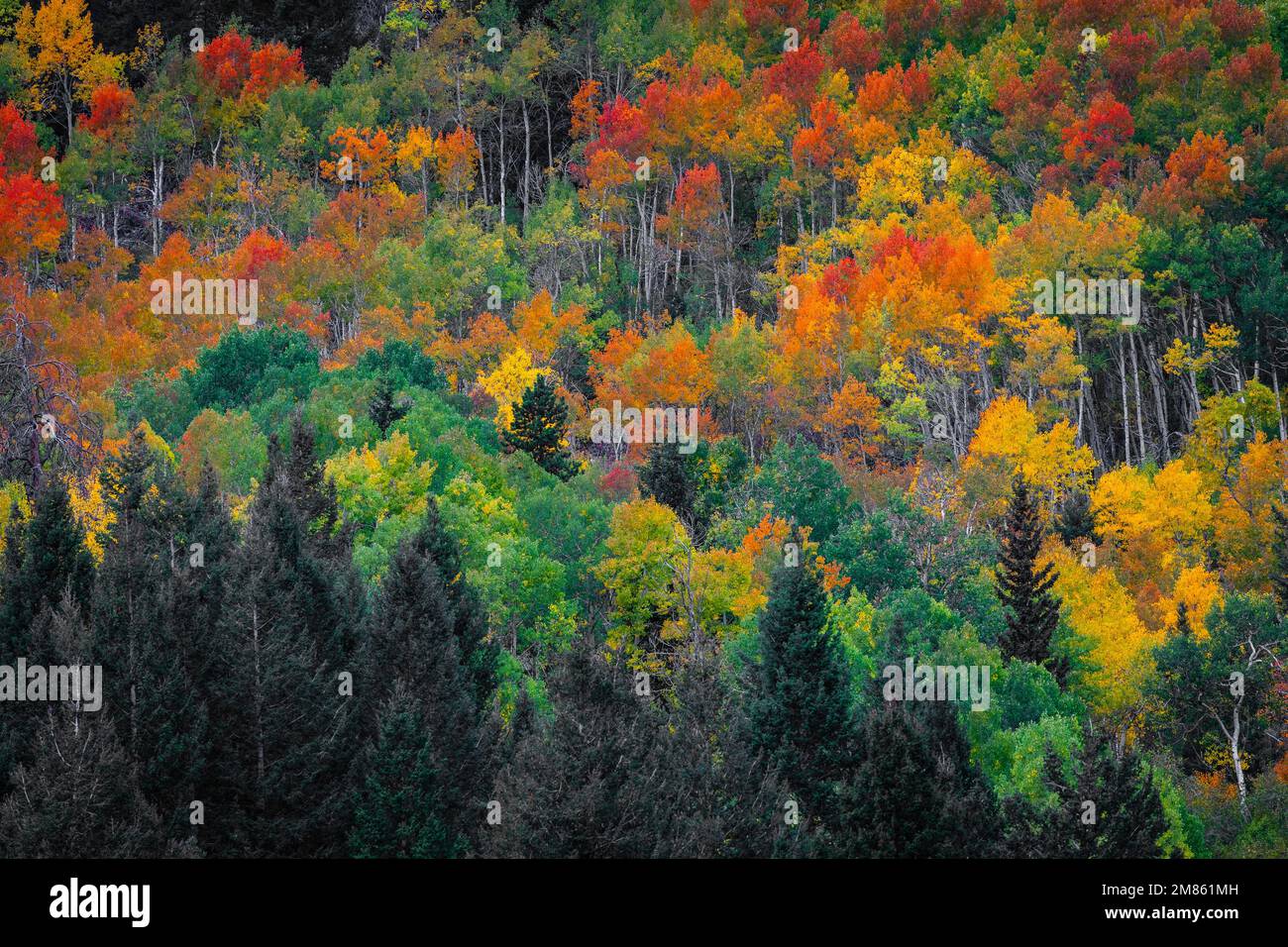 A landscape of Colorful Foilage yellow and green trees in the forest ...