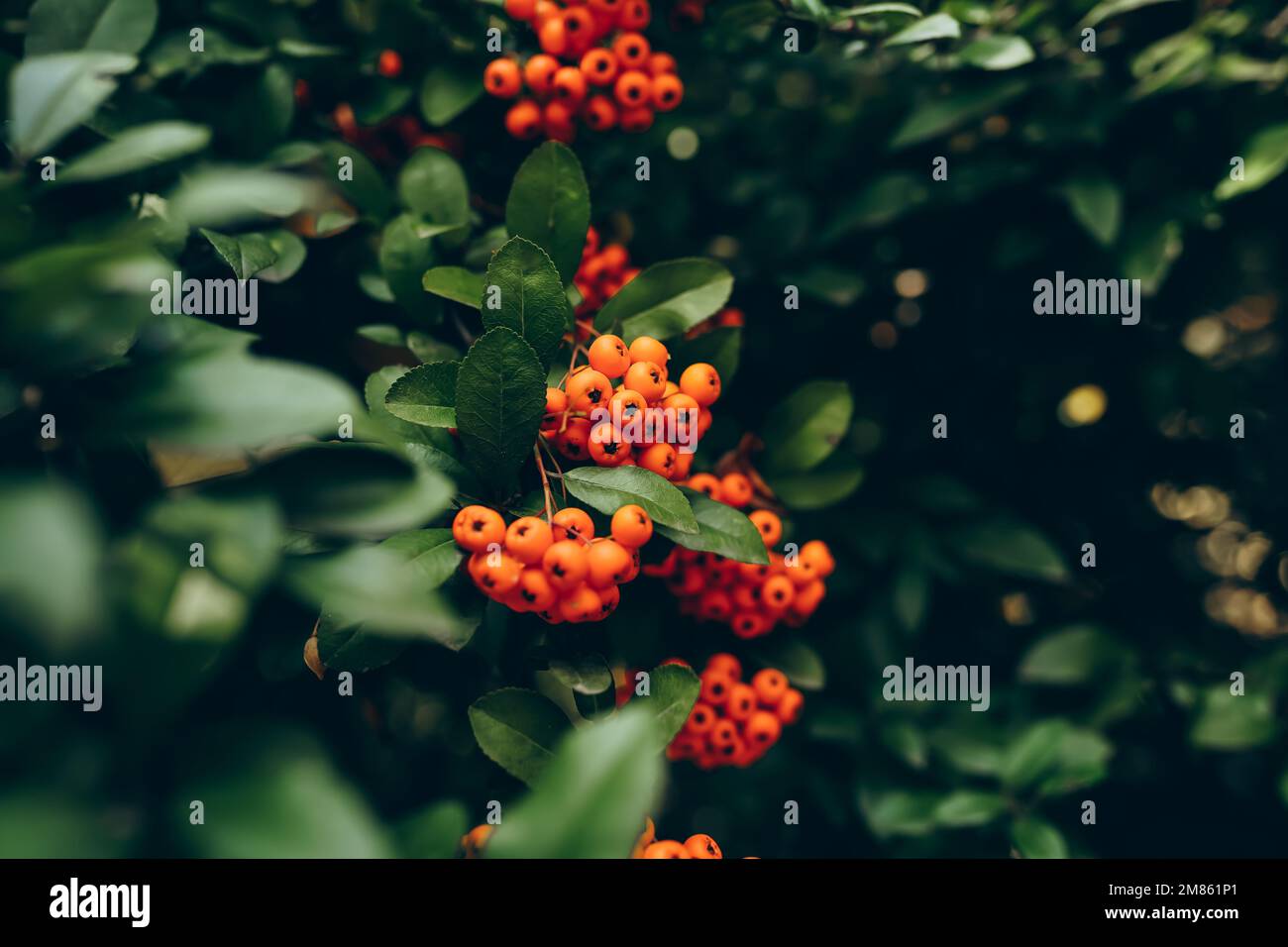 Pyracantha coccinea. Firethorn berries in the fall season Stock Photo ...