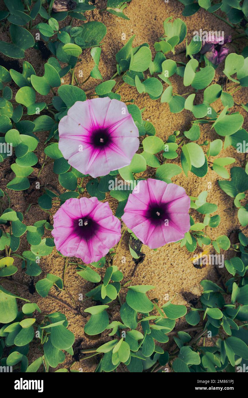 Beautiful purple flowers on the beach Stock Photo - Alamy