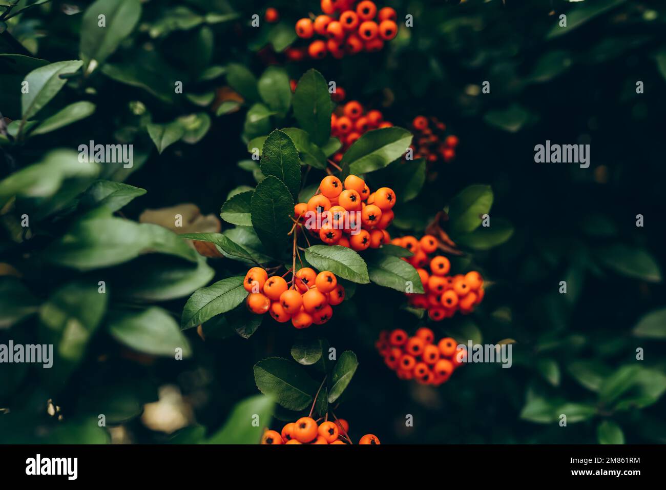 Pyracantha coccinea. Firethorn berries in the fall season Stock Photo ...