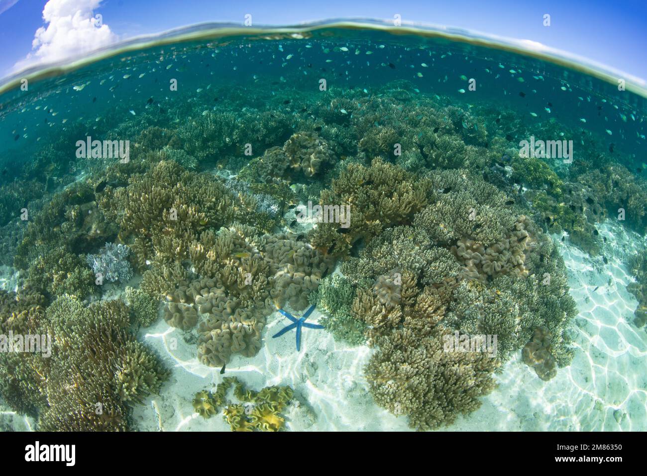 Blue-green damselfish hover above a healthy, shallow coral reef in the ...