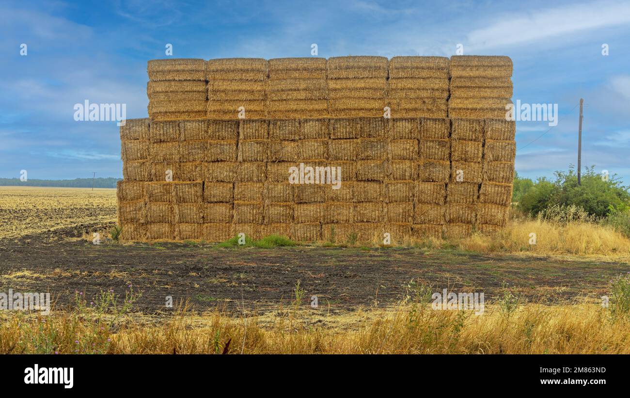 Large Stack of Conventional Bale Square Shape Traditional Farming Stock ...