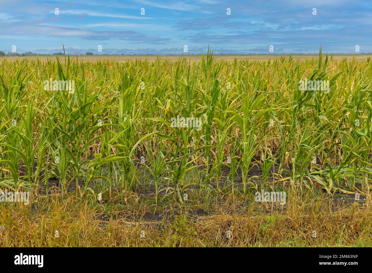 Green Maize Crop Field Summer Day Agriculture Farming Stock Photo - Alamy