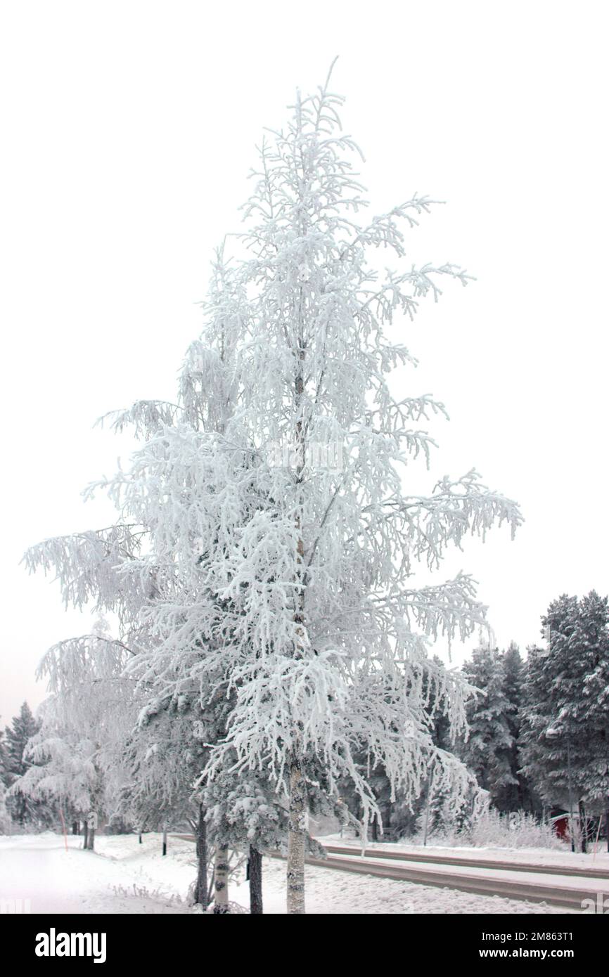 Finnish fir tree hi-res stock photography and images - Alamy