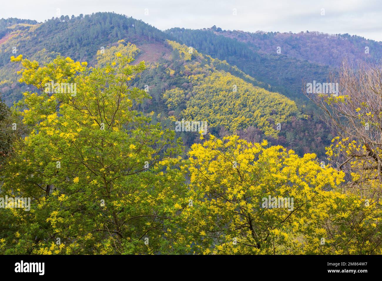 WILD MIMOSAS SAUVAGES, THE MIMOSA ROAD, TANNERON MASSIF, TANNERON Stock ...