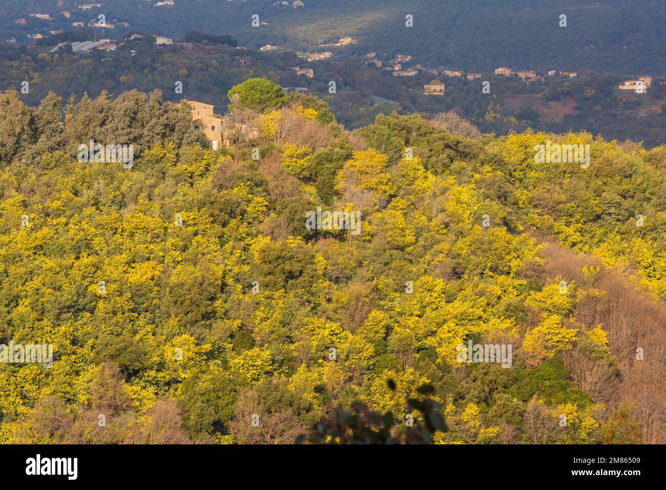WILD MIMOSAS SAUVAGES, THE MIMOSA ROAD, TANNERON MASSIF, TANNERON Stock ...