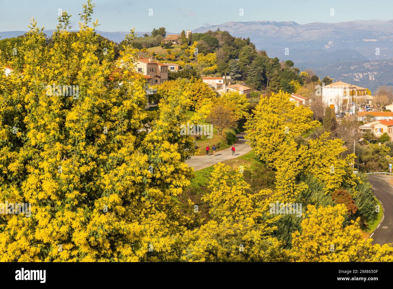 Tanneron hi-res stock photography and images - Alamy