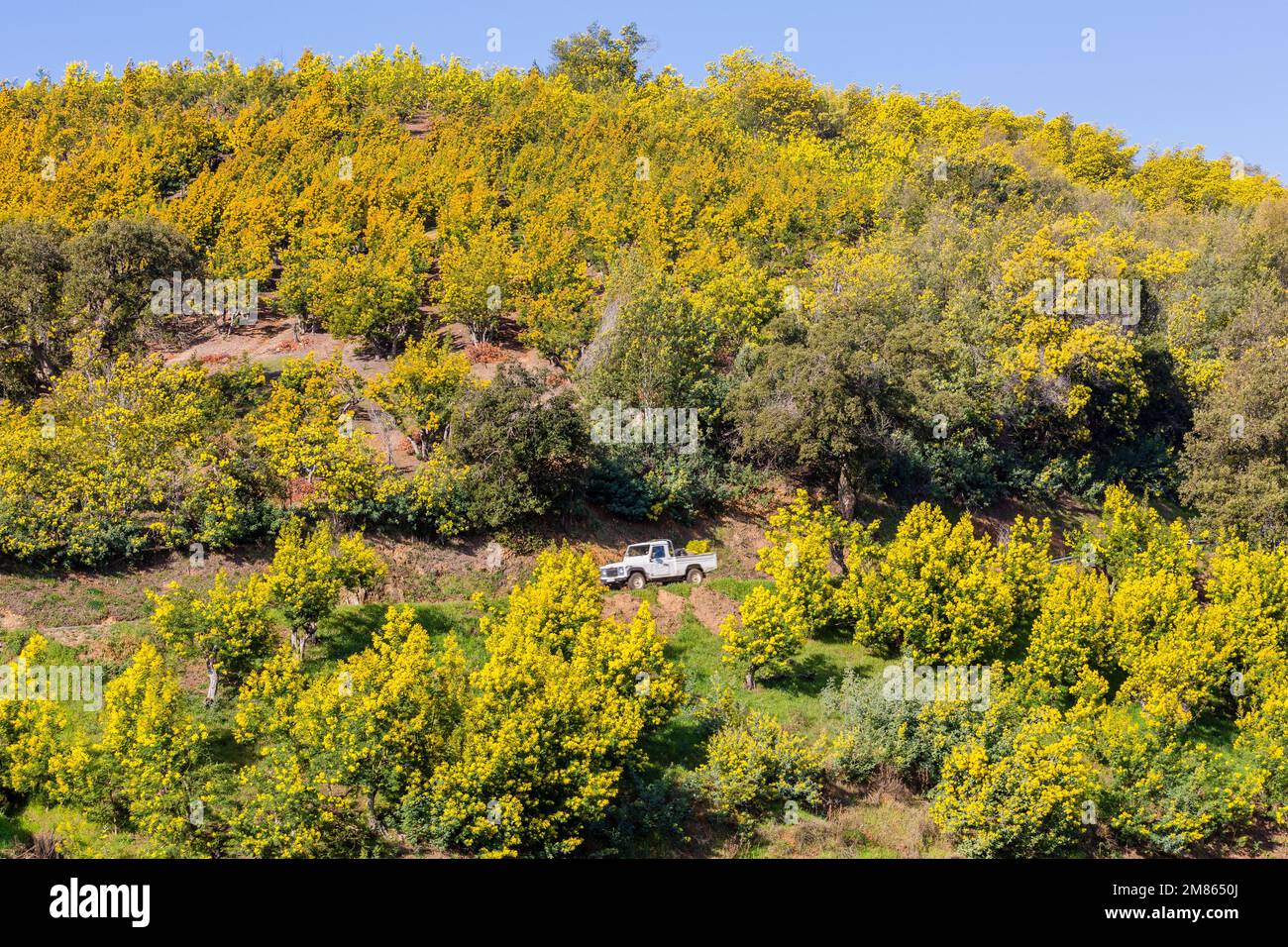 THE MIMOSA ROAD, TANNERON MASSIF, TANNERON Stock Photo - Alamy