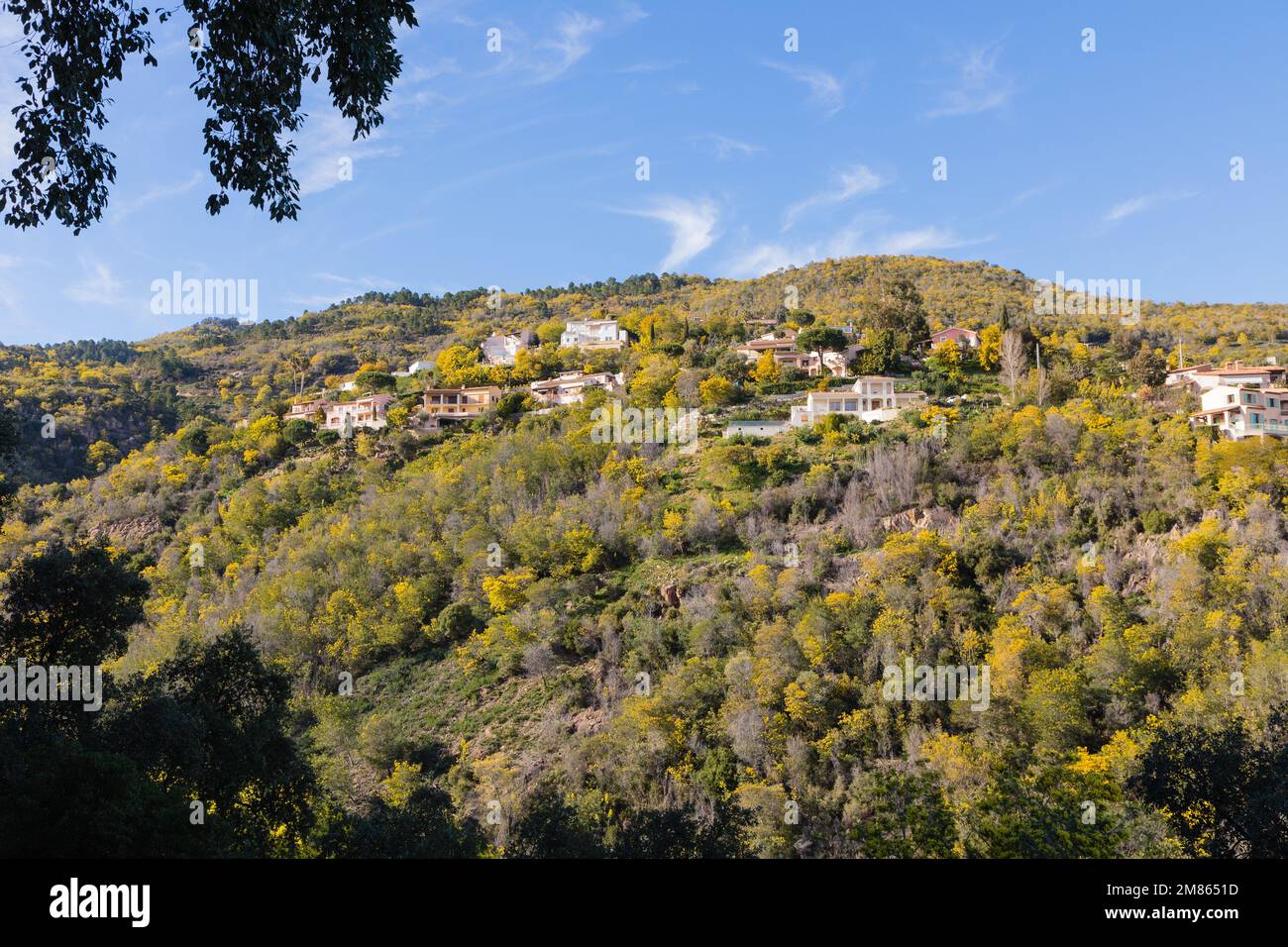 RANDONNEE DANS LA PLUS GRANDE FORET DE MIMOSA D'EUROPE, LE TANNERON ...
