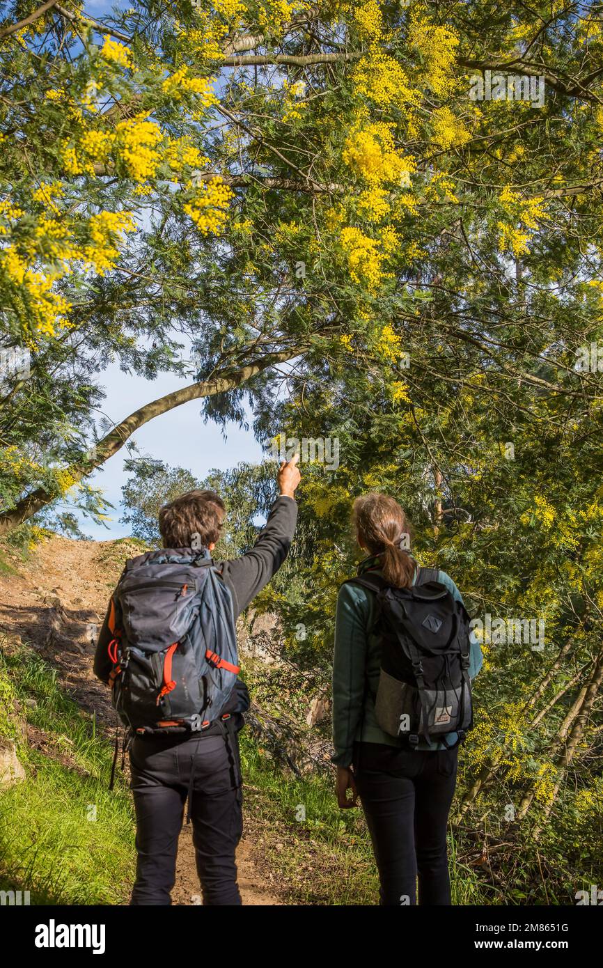 RANDONNEE DANS LA PLUS GRANDE FORET DE MIMOSA D'EUROPE, LE TANNERON ...