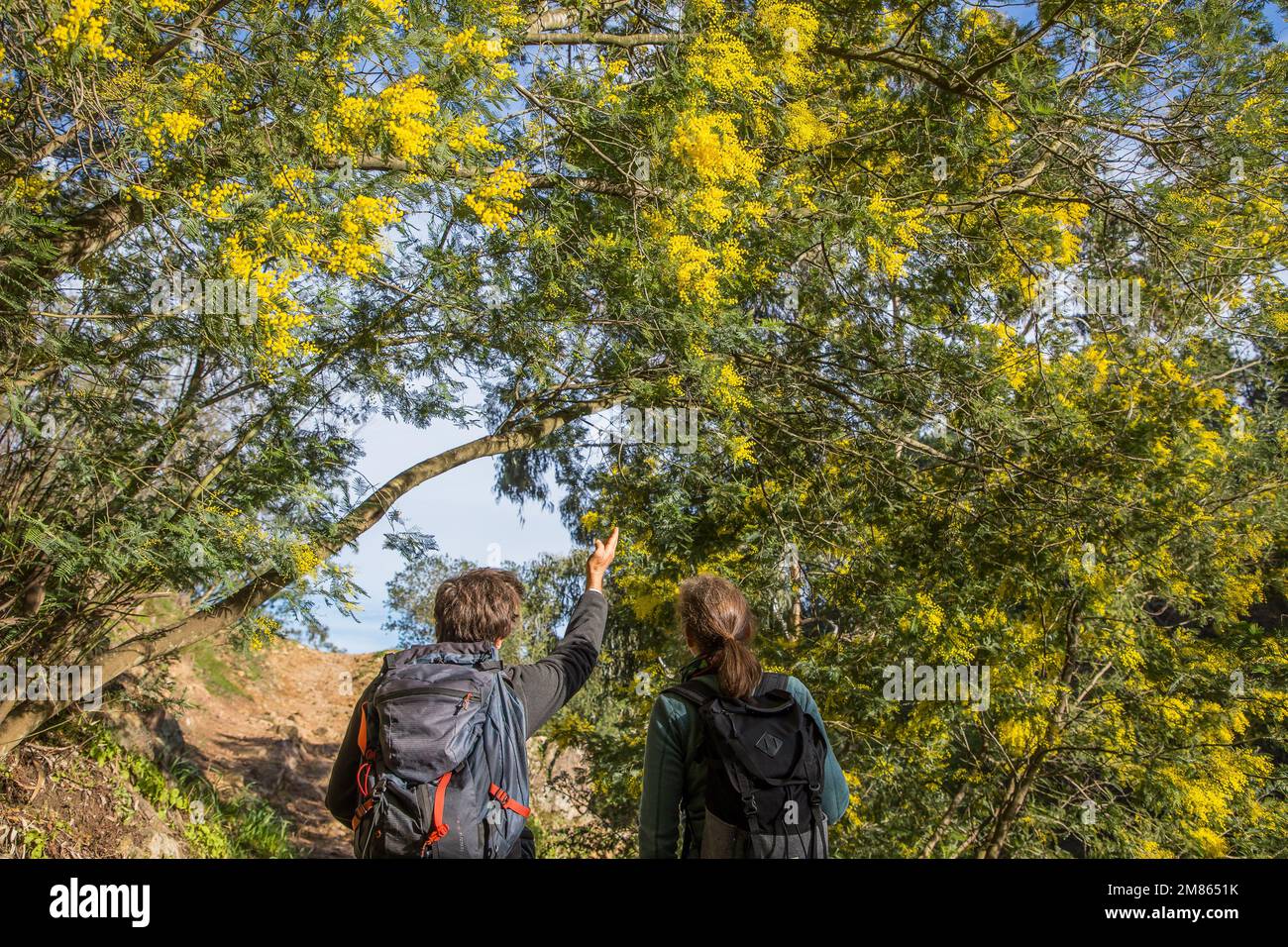 RANDONNEE DANS LA PLUS GRANDE FORET DE MIMOSA D'EUROPE, LE TANNERON ...