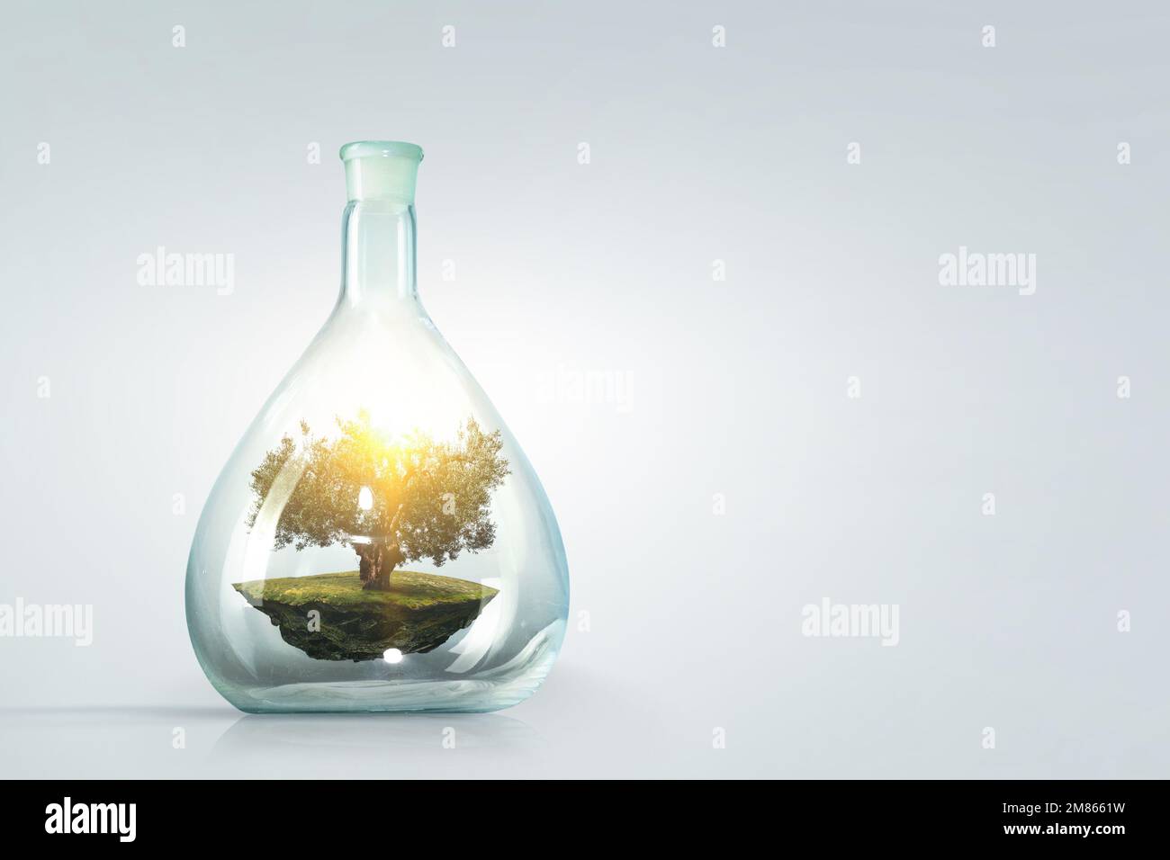 Tree growing inside clear glass bottle Stock Photo - Alamy