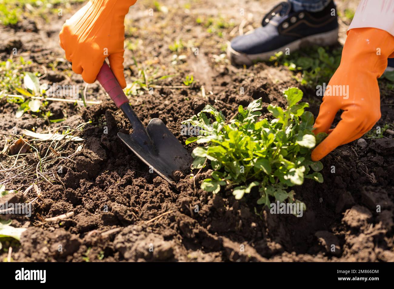 Gardeners hands planting and picking vegetable from backyard garden. Gardener in gloves prepares ...