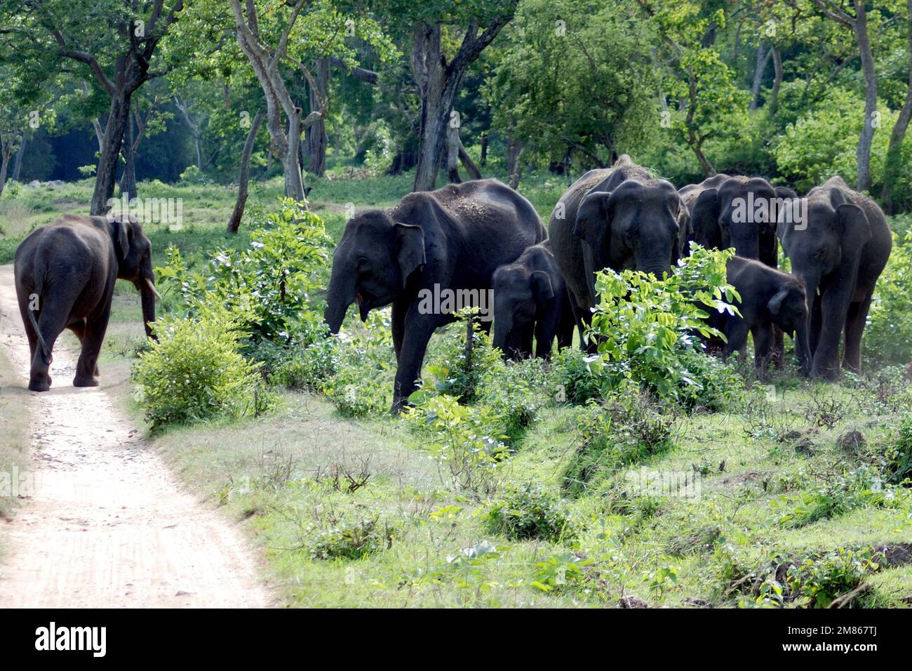 Group of Elephants Stock Photo - Alamy