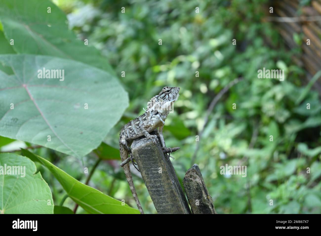 A grey and black color garden lizard with curious looking face sitting ...