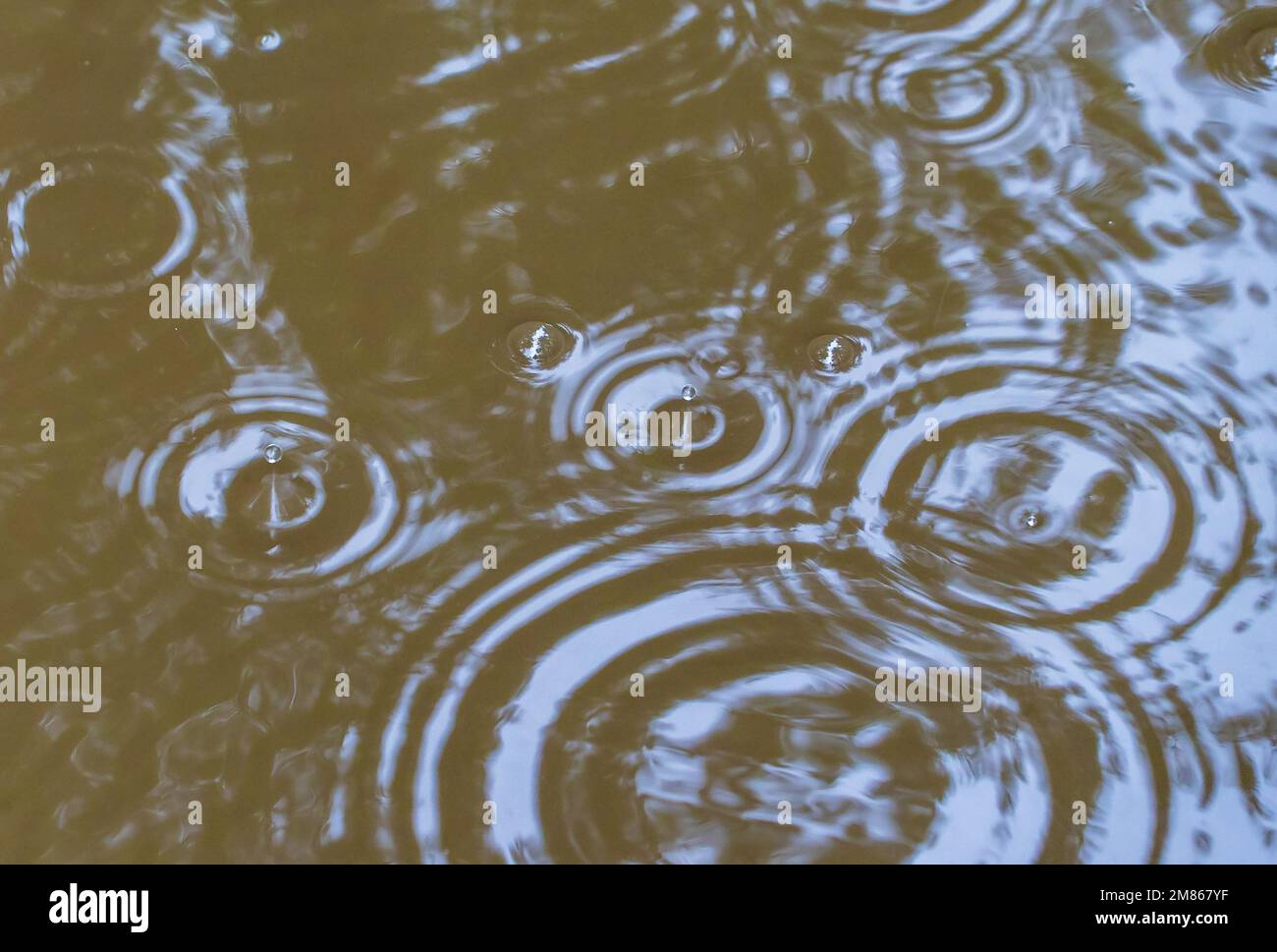 Puddles during rain on a dirt road in the forest. Leningrad region ...