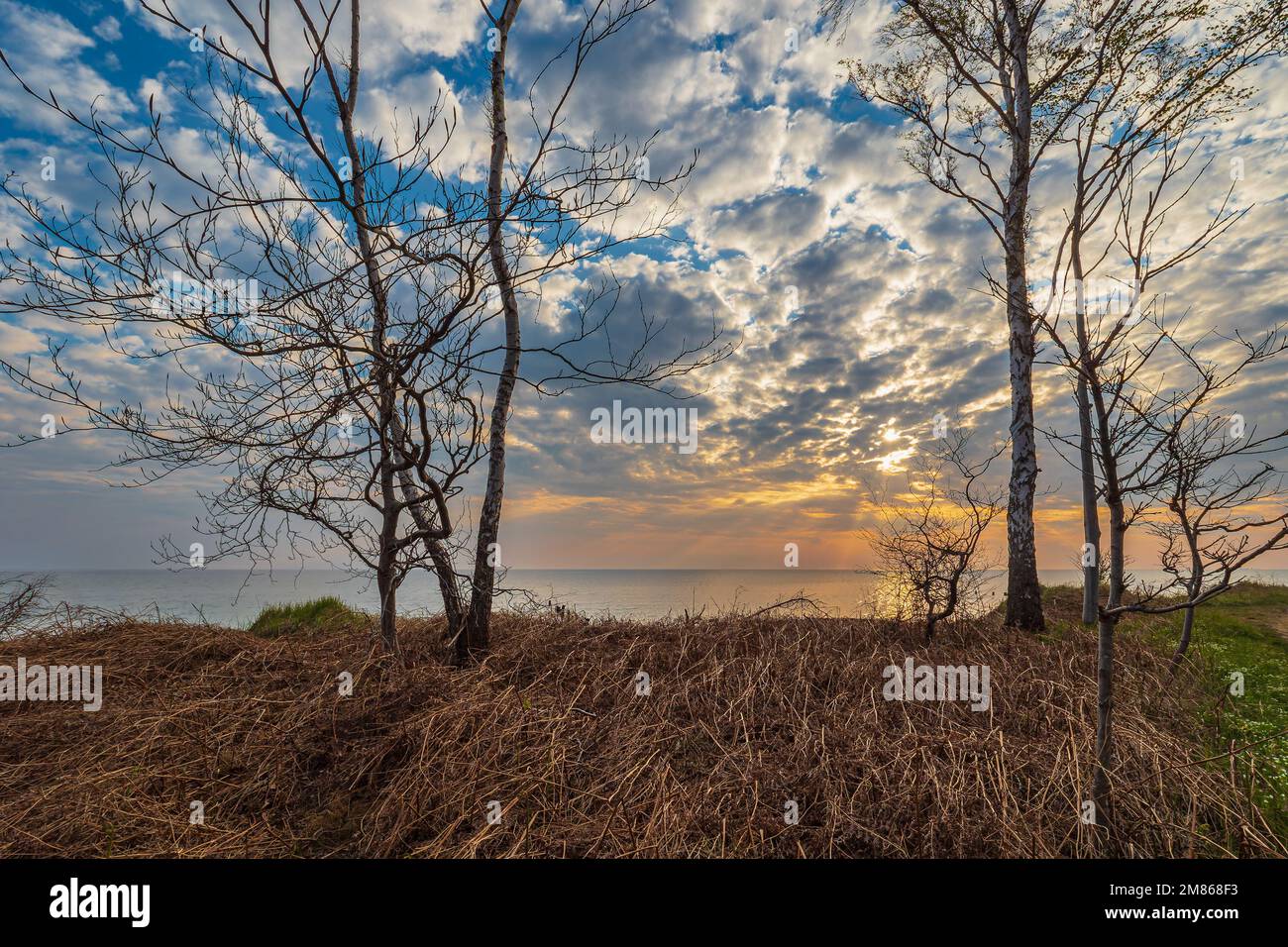 Trees On The Coast Of The Baltic Sea Near Graal Müritz Stock Photo - Alamy