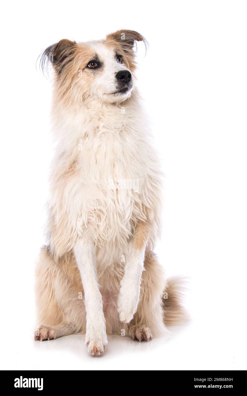 Cute dog sitting isolated on white background Stock Photo - Alamy