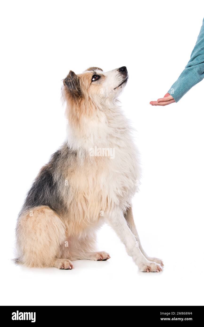 Cute dog give the paw Stock Photo - Alamy
