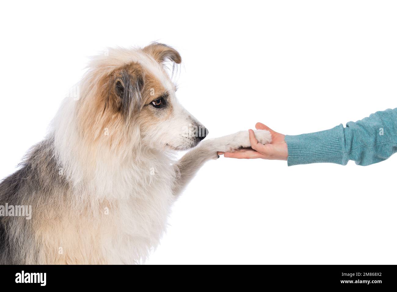 Cute dog give the paw Stock Photo - Alamy