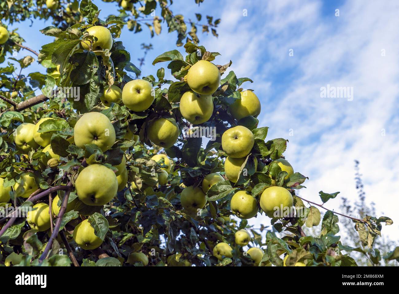Large green apples are densely dotted on the branches of the apple tree ...