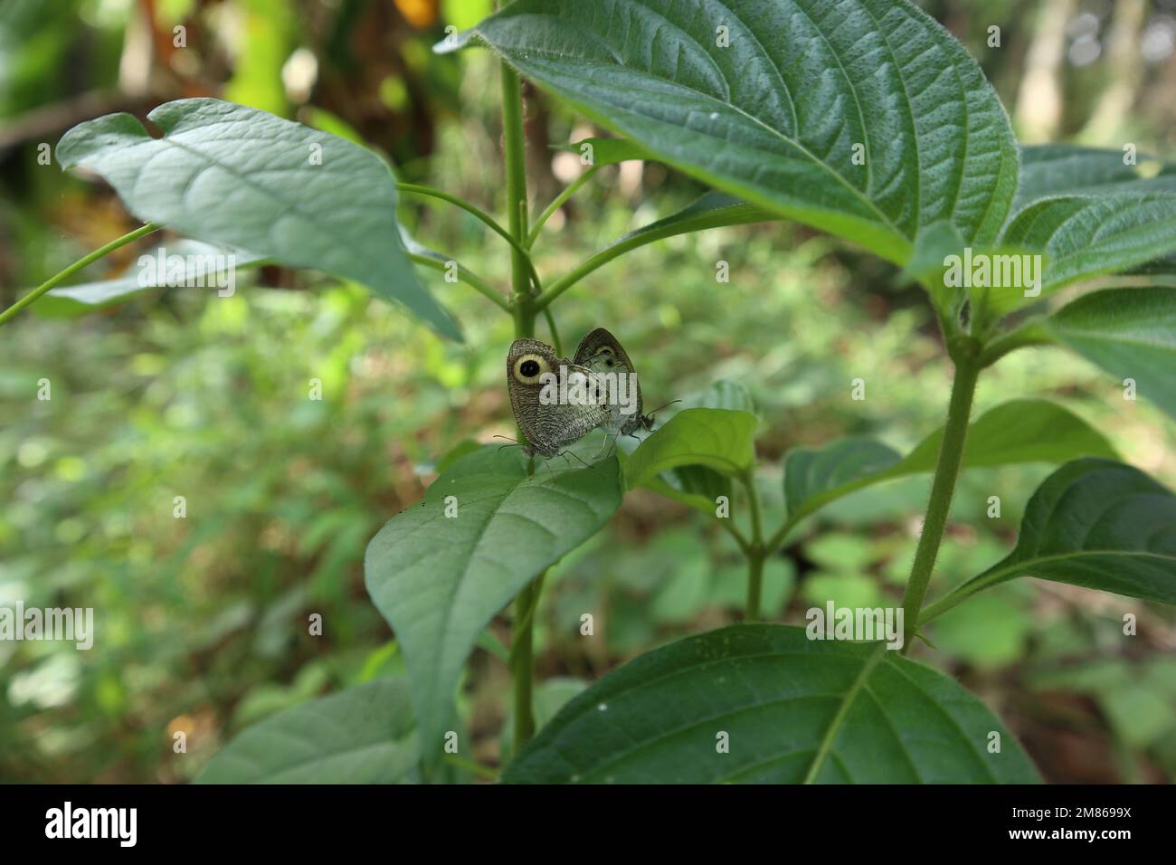 Couple mating hi-res stock photography and images - Alamy