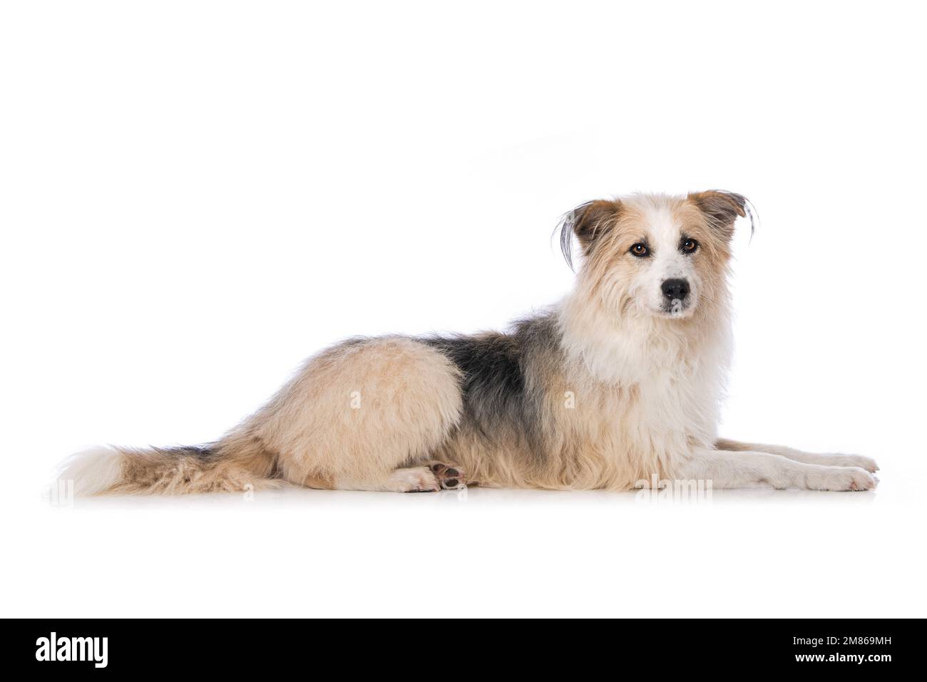 Cute dog lying isolated on white Stock Photo - Alamy