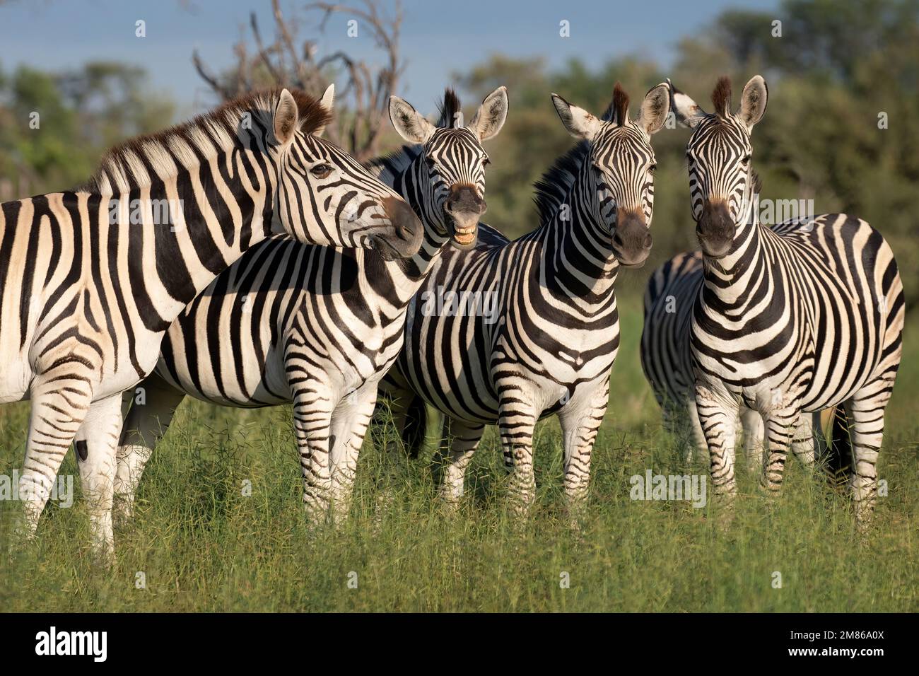 Four zebras stand close together and appear to be communicating. A ...