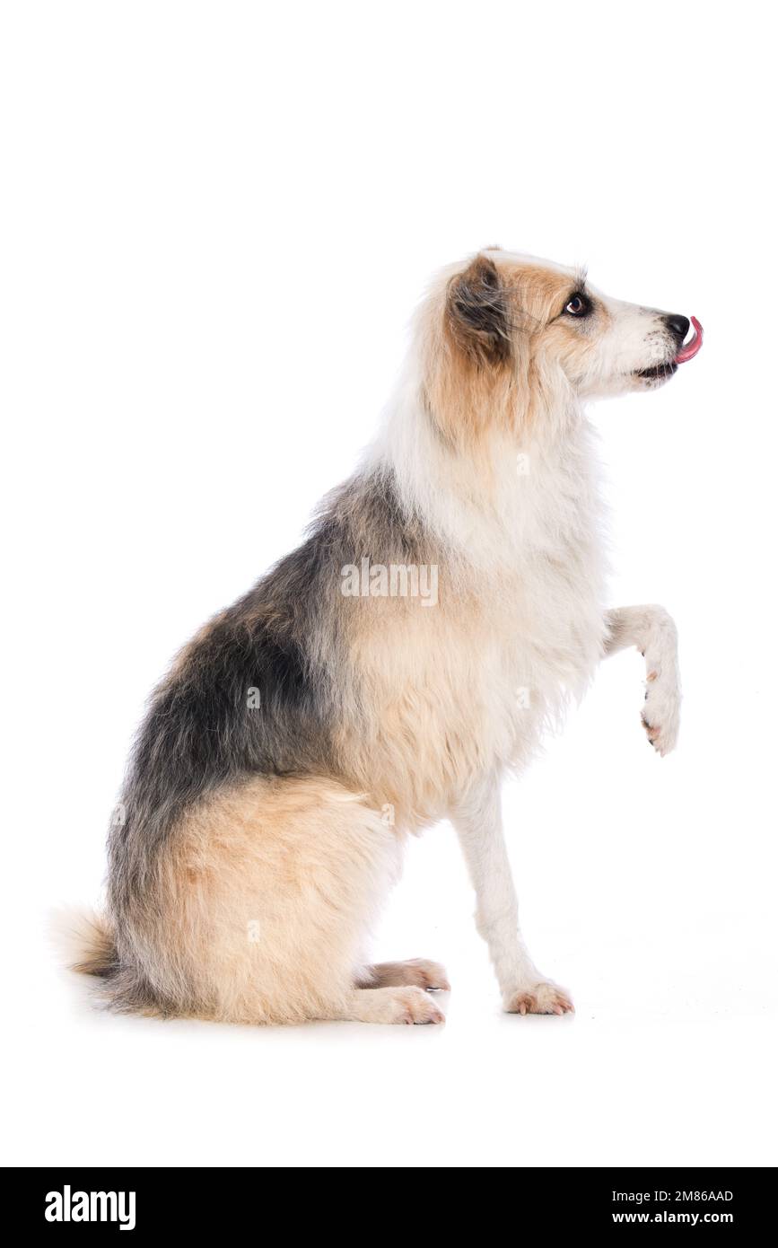 Cute dog lift the paw Stock Photo - Alamy