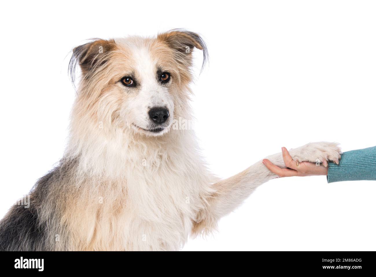 Give me paw hi-res stock photography and images - Alamy