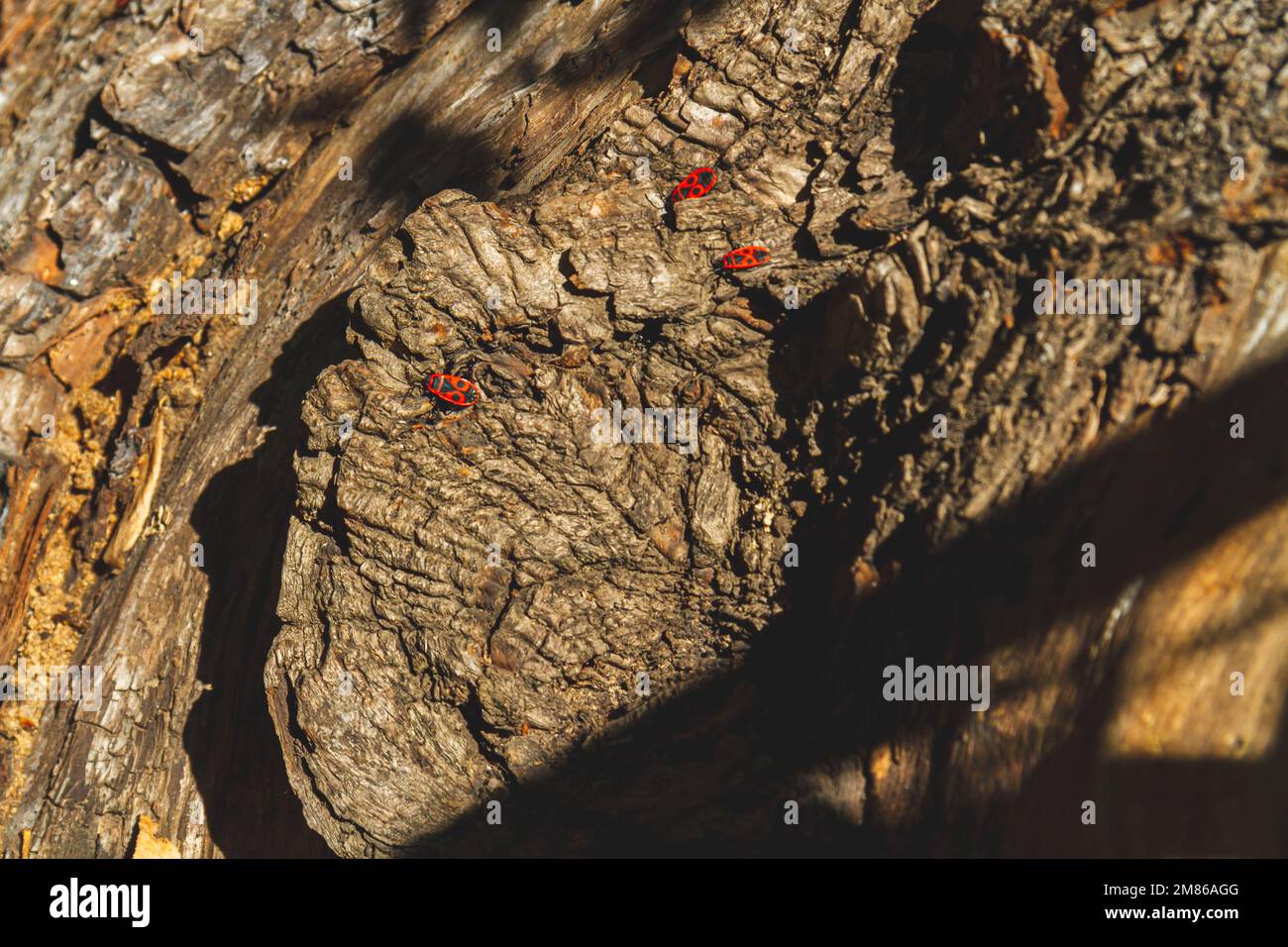 Red bug. Accumulation of soldier bugs. Red beetles in sun. Flock of ...