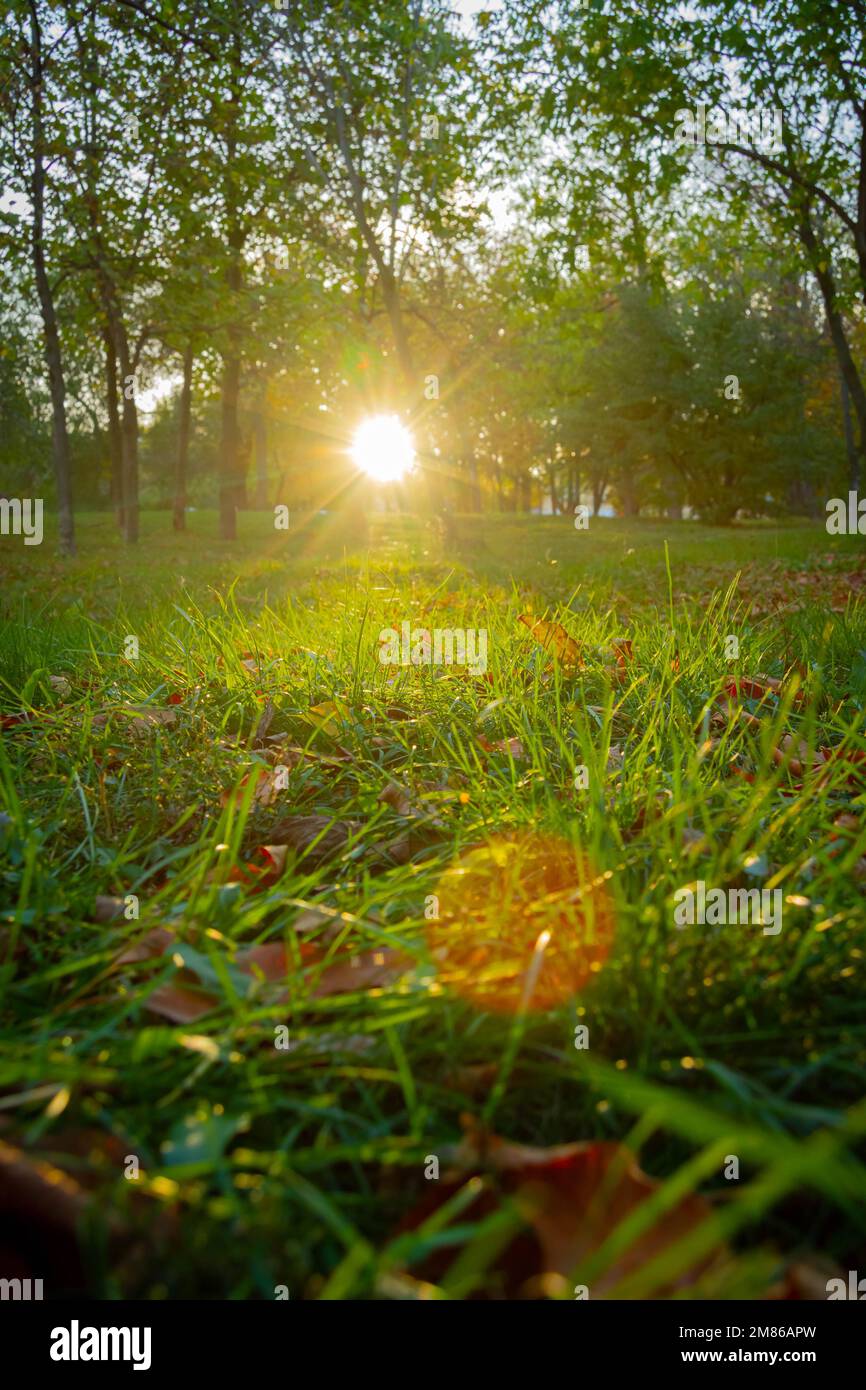 Bright rays of sun make their way through green grass. Autumn forest in ...