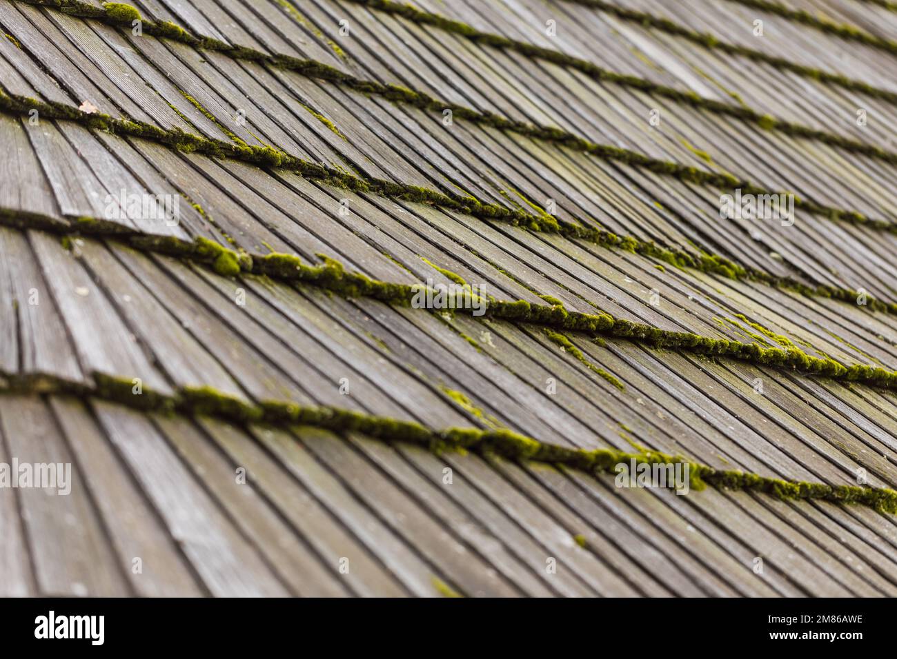 Old-fashioned wooden shingle on the roof partly covered with moss Stock ...