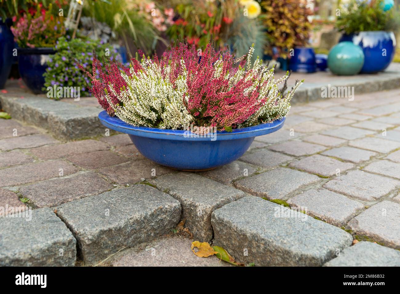 Purple heather closeup in hi-res stock photography and images - Alamy