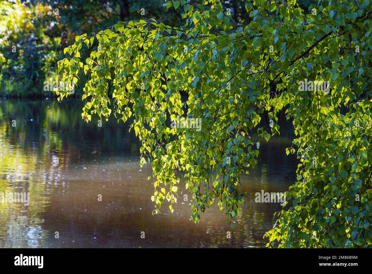Birch branches with leaves bent low over the water Stock Photo - Alamy