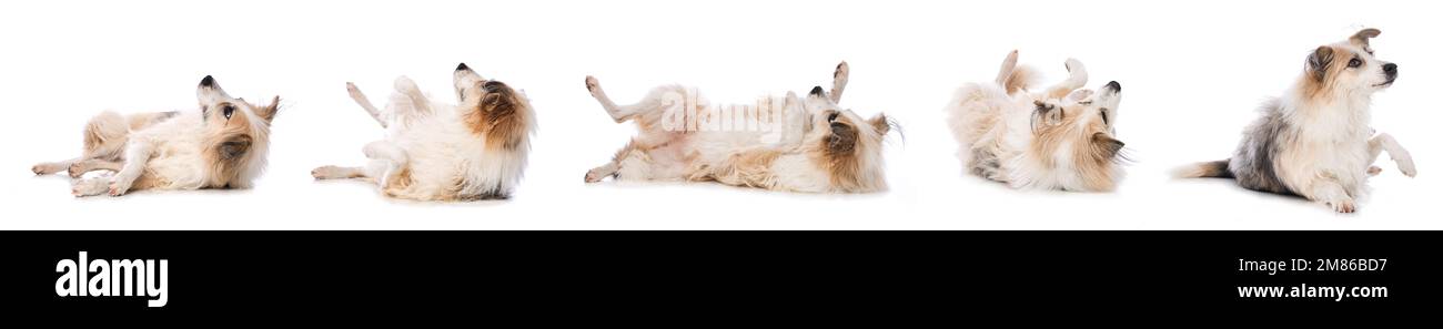 Series of a dog rolling on the ground Stock Photo - Alamy