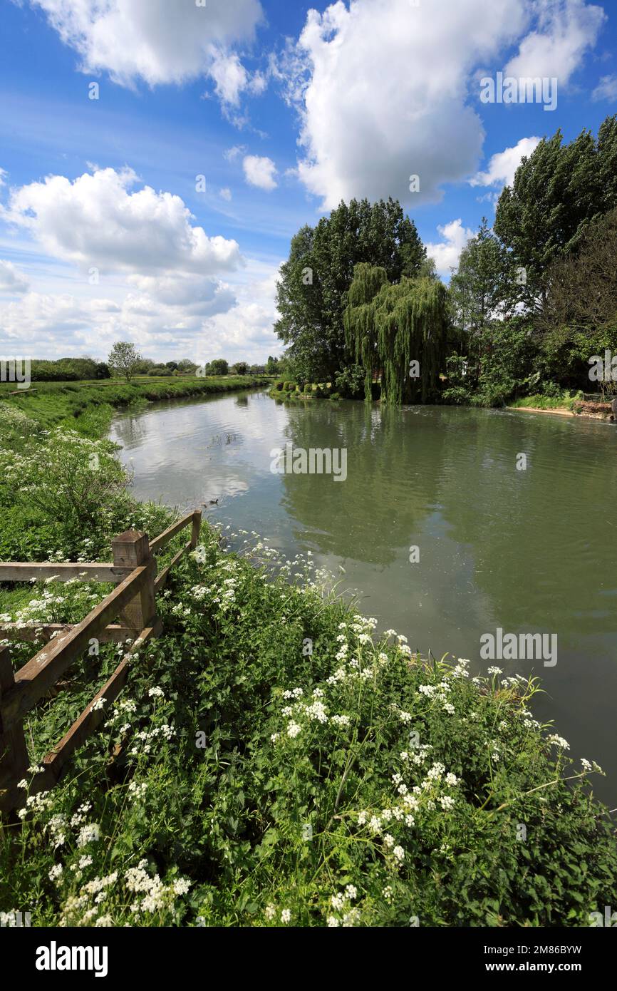 The Riddy nature reserve, river Ivel, Sandy town, Bedfordshire, England ...