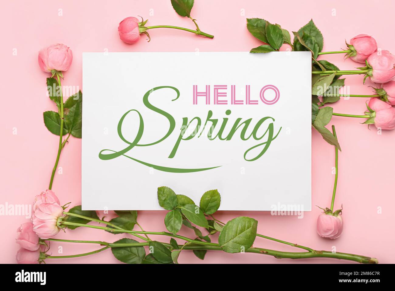 Card with text HELLO SPRING and beautiful rose flowers on pink ...