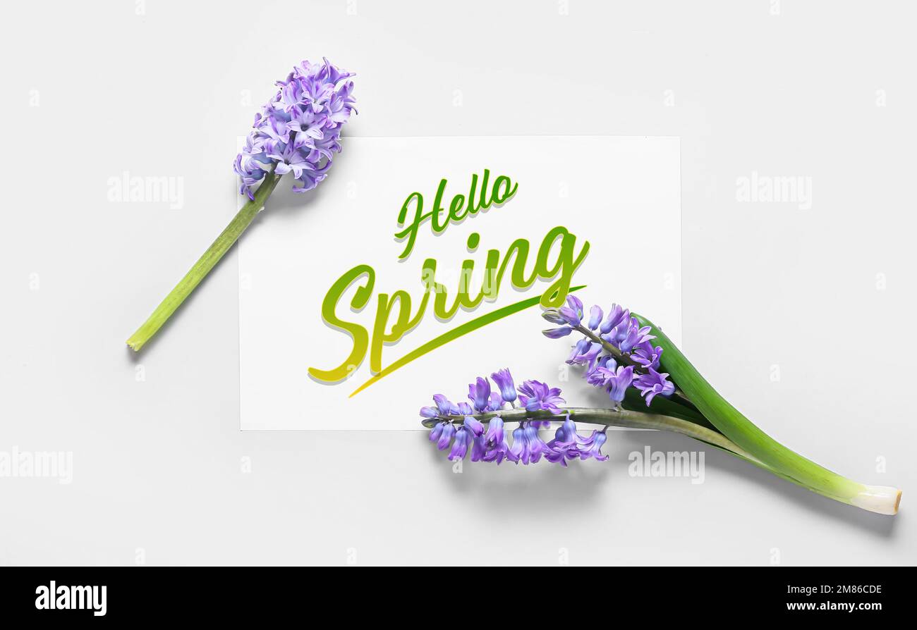 Card with text HELLO SPRING and beautiful hyacinth flowers on light ...