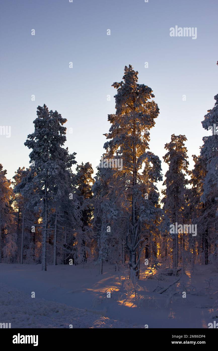 sun behind trees covered in snow in finnish Lapland Stock Photo - Alamy