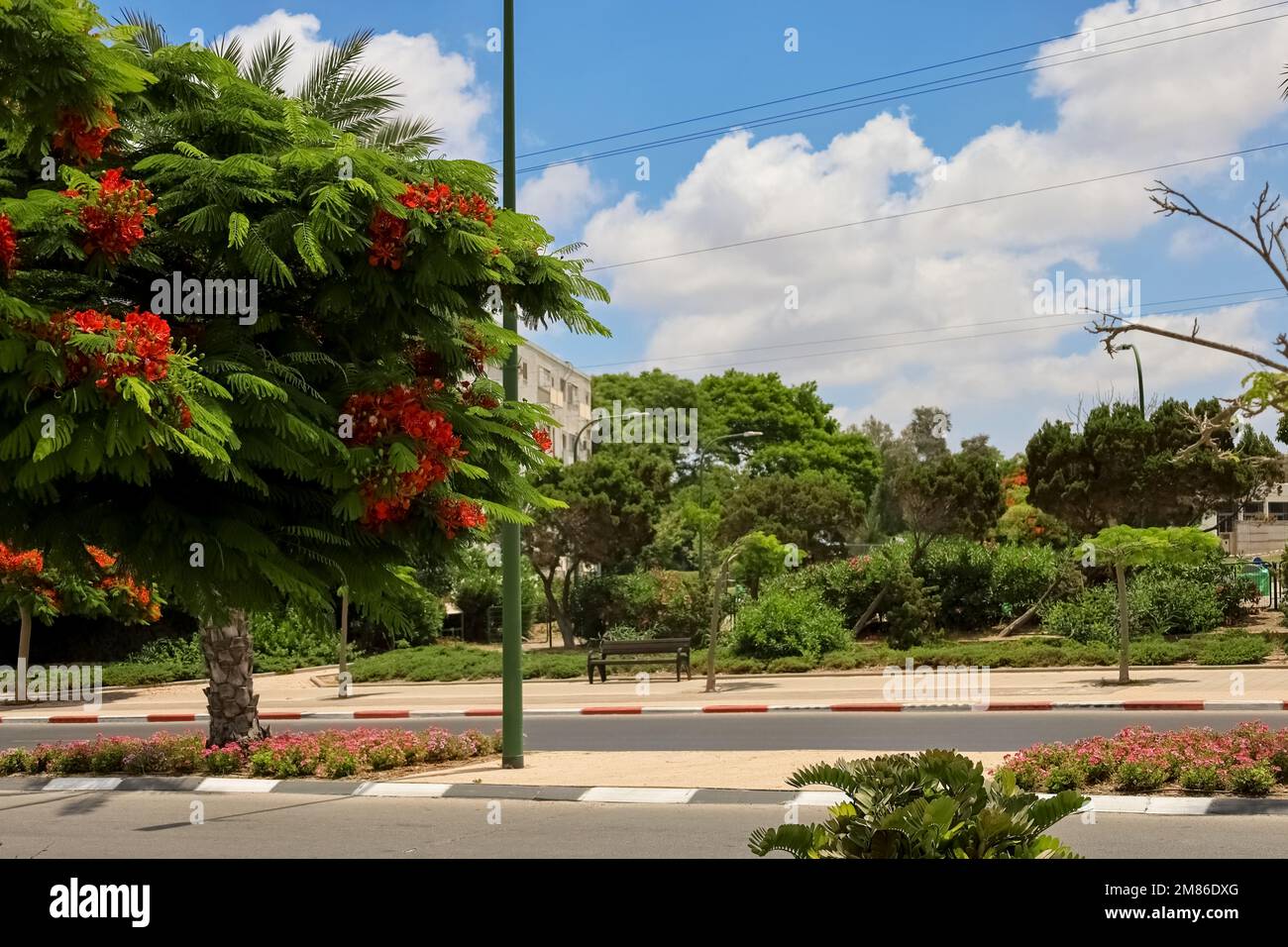 View of city street with trees, bench and road Stock Photo - Alamy