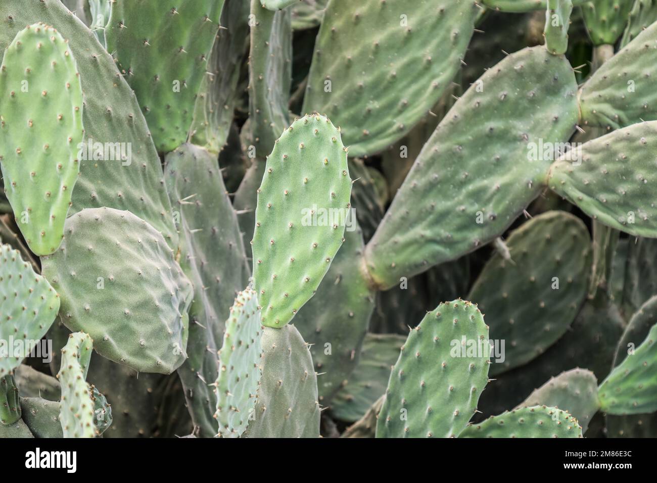 Cacti leaves hi-res stock photography and images - Alamy