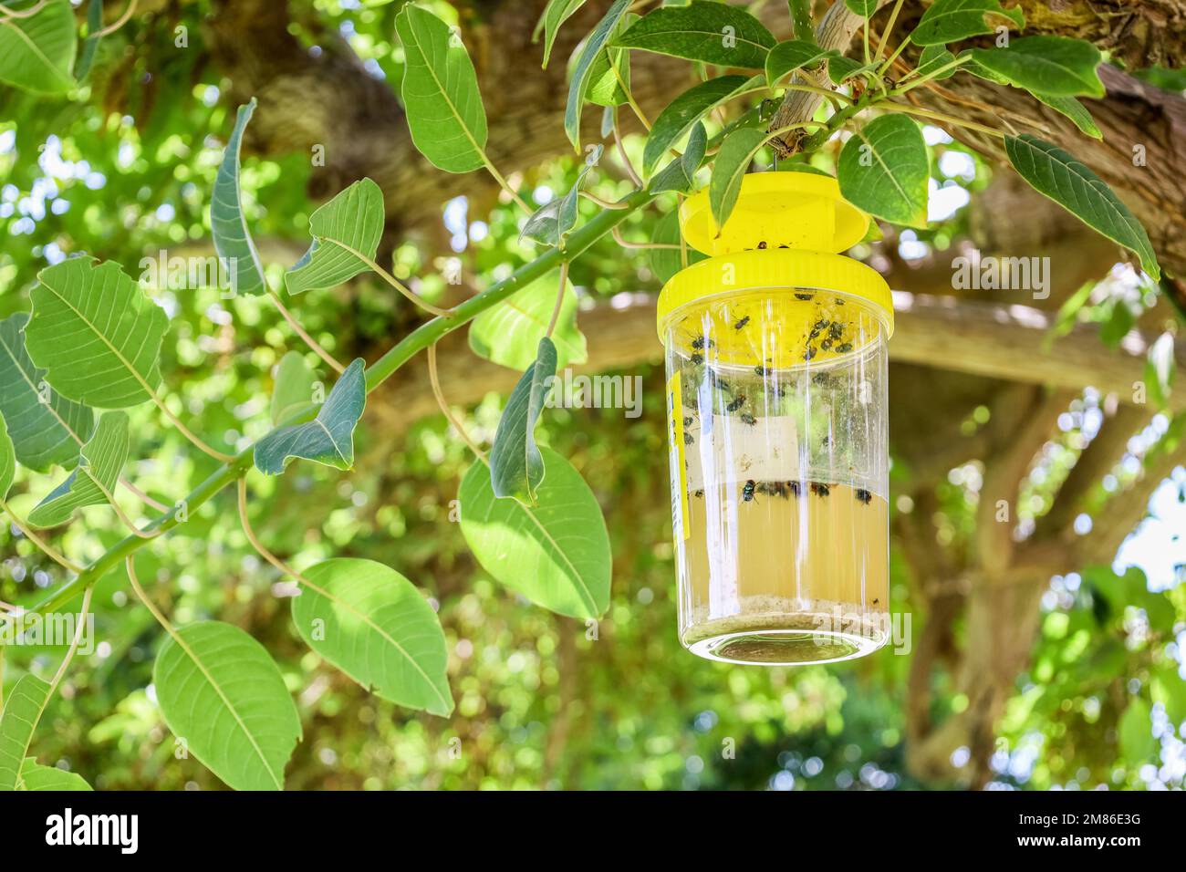 Fly trap hanging on tree outdoors, closeup Stock Photo - Alamy