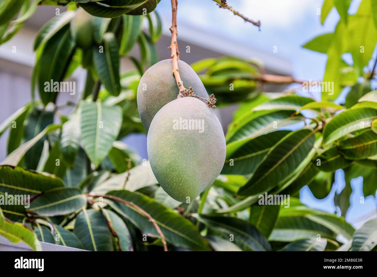 Tree branch with mango fruits outdoors, closeup Stock Photo - Alamy