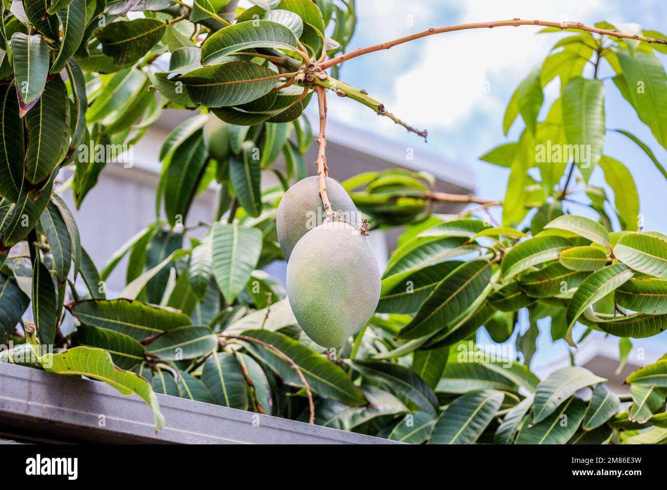 City of mango tree hi-res stock photography and images - Alamy