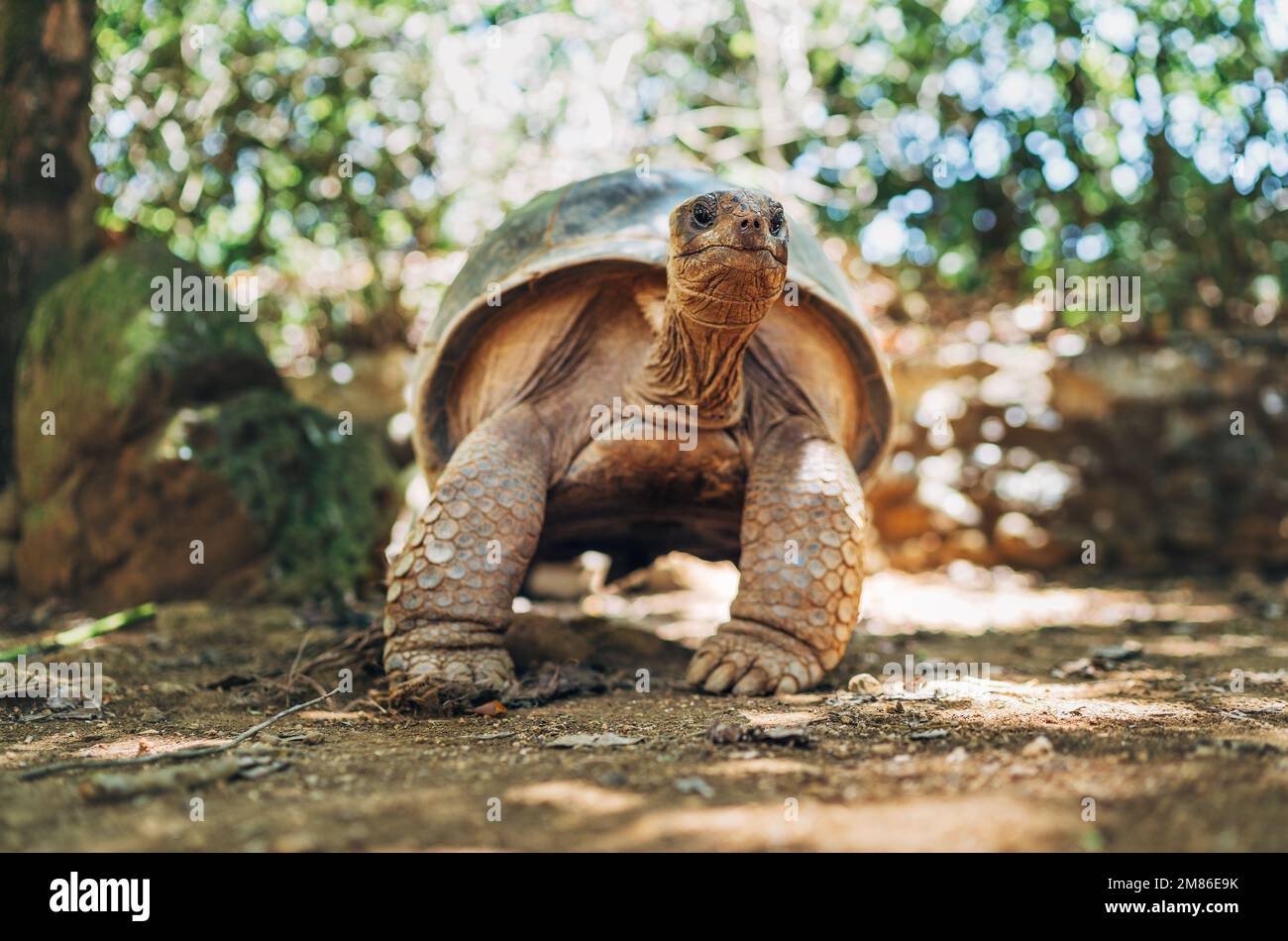 Aldabra giant tortoise endemic species - one of the largest tortoises ...