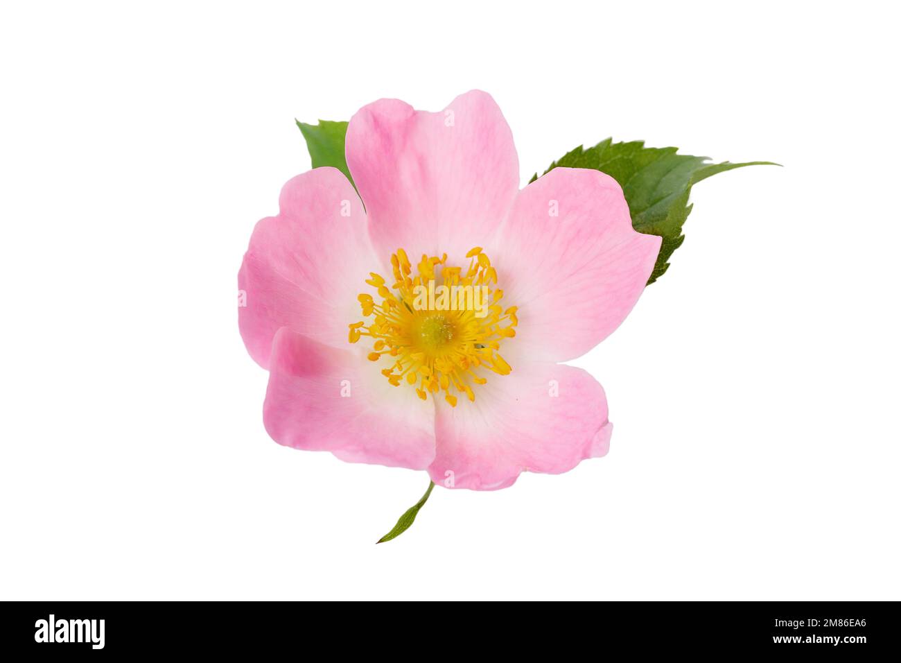 Rosehip flower with leaf on white background Stock Photo - Alamy