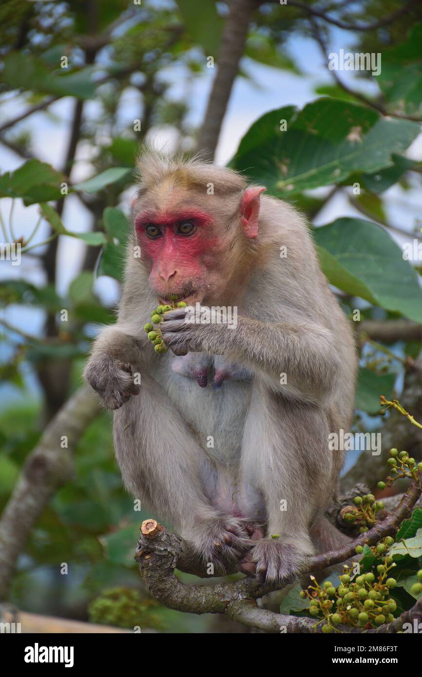 Monkey in forest showing different pose Stock Photo - Alamy