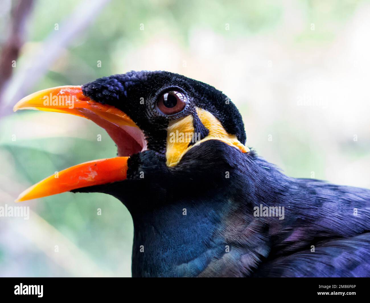 Tropical bird birds common myna hi-res stock photography and images - Alamy